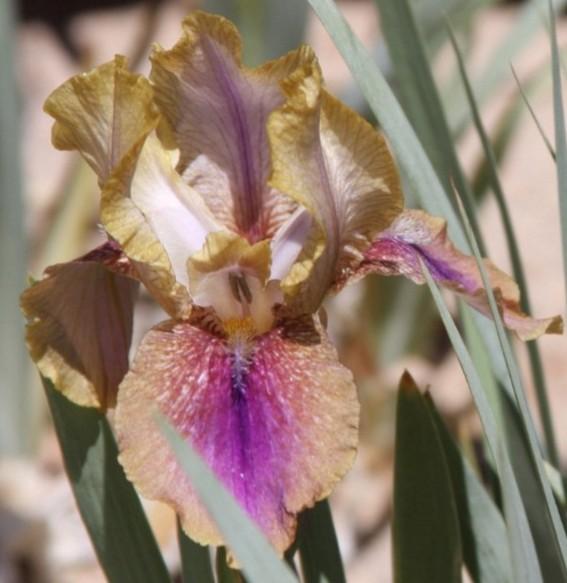Arilbred Iris (Iris 'Eastern Blush') in the Irises Database - Garden.org