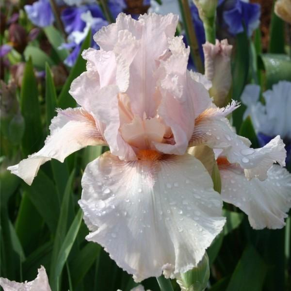 Tall Bearded Iris (Iris 'Elegant Girl') in the Irises Database - Garden.org