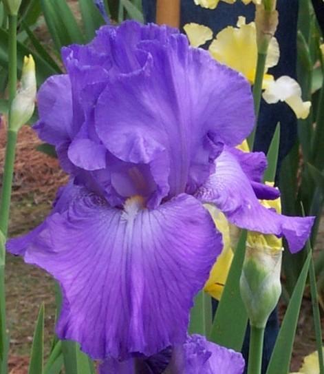 Tall Bearded Iris (Iris 'Fancy Fan') in the Irises Database - Garden.org