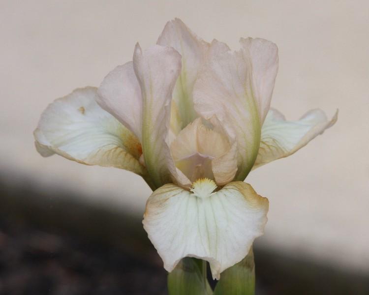 Standard Dwarf Bearded Iris (Iris 'Girl Pixie') in the Irises Database ...
