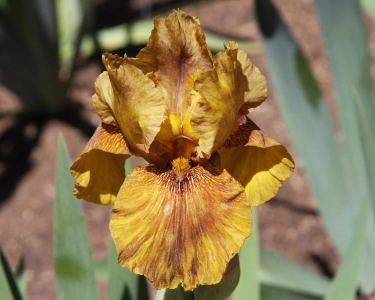 Arilbred Iris (Iris 'Hakuna Matata') in the Irises Database - Garden.org