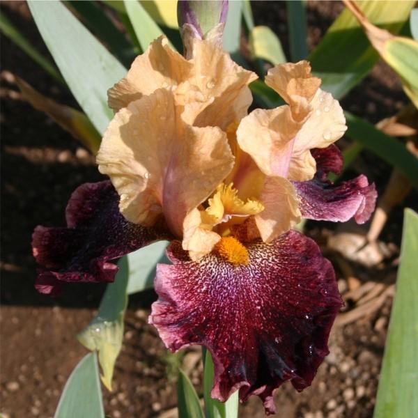 Tall Bearded Iris (Iris 'Halo Again') in the Irises Database - Garden.org