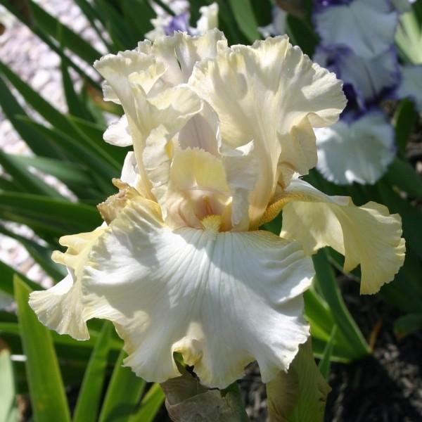 Photo of the bloom of Tall Bearded Iris (Iris 'Gilded Cream') posted by ...