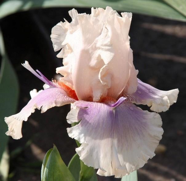 Tall Bearded Iris (Iris 'Great Grins Gordan') in the Irises Database ...