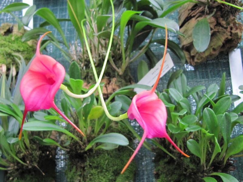 January orchids at Kew in the Orchids forum - Garden.org