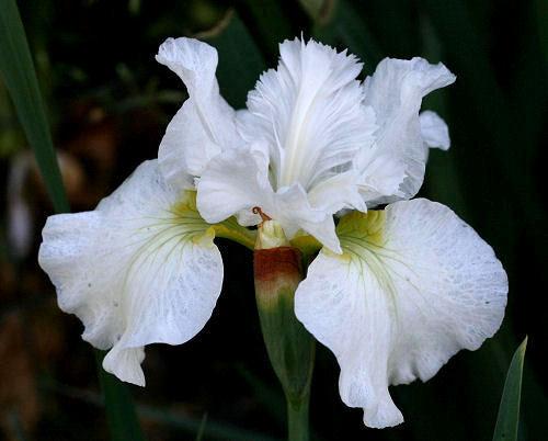Siberian Iris (Iris 'Moon Dazzle') in the Irises Database - Garden.org