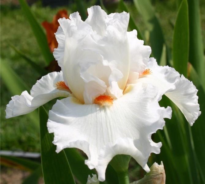 Tall Bearded Iris (Iris 'Kali Julia') in the Irises Database - Garden.org