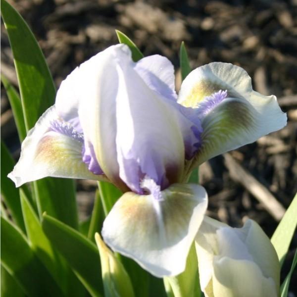 Standard Dwarf Bearded Iris (Iris 'Just a Croc') in the Irises Database ...
