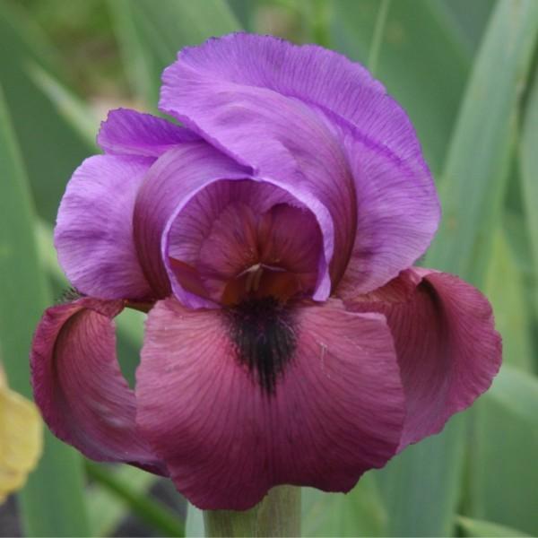 Arilbred Iris (Iris 'Kalifa's Robe') in the Irises Database - Garden.org