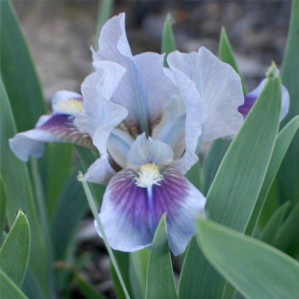 Miniature Dwarf Bearded Iris (Iris 'Kiddieland') in the Irises Database ...