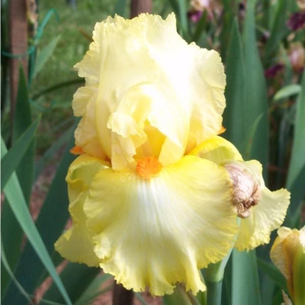 Tall Bearded Iris (Iris 'Martile Rowland') in the Irises Database ...