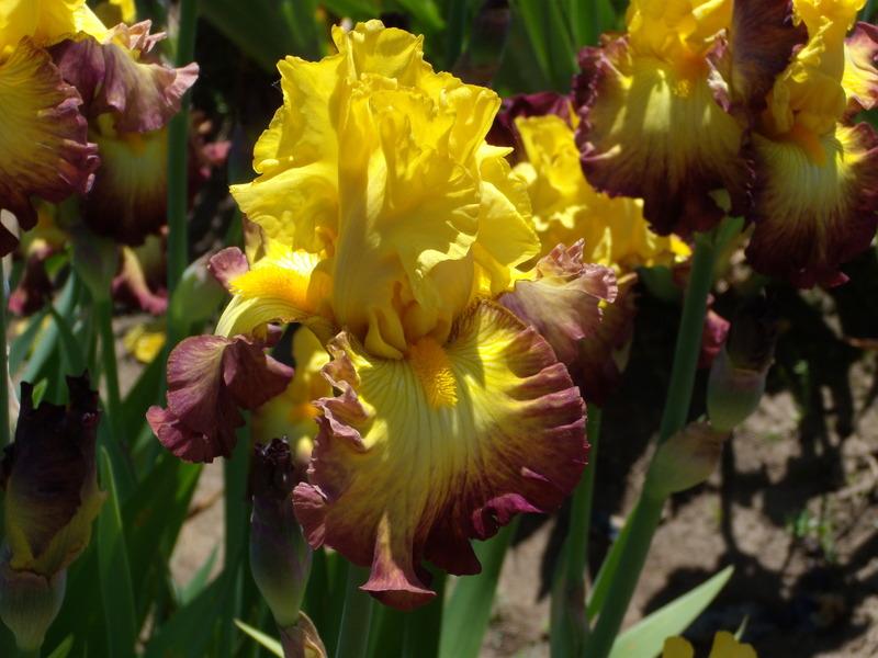 Photo of the bloom of Tall Bearded Iris (Iris 'Summer Shadow') posted ...