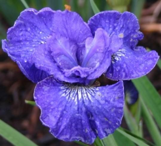Siberian Iris (Iris 'Miss Portland') in the Irises Database - Garden.org
