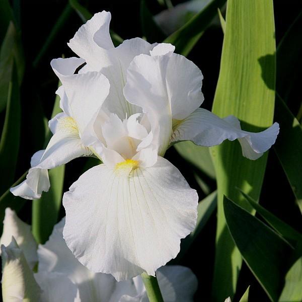 Border Bearded Iris (Iris 'Moon and Stars') in the Irises Database ...