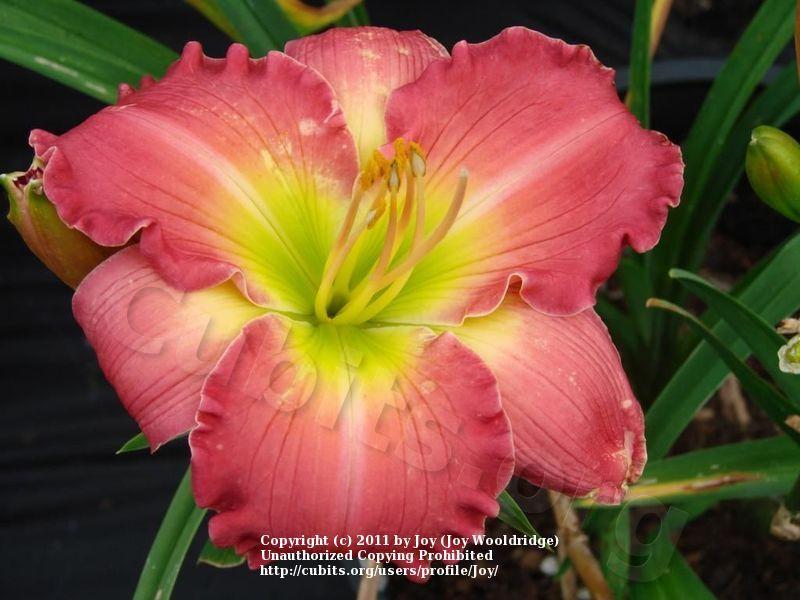 Photo of the bloom of Daylily (Hemerocallis 'Rose Masterpiece') posted ...