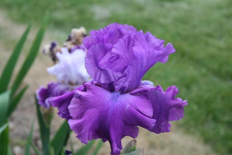 Tall Bearded Iris (Iris 'Majestic Ruler') in the Irises Database ...