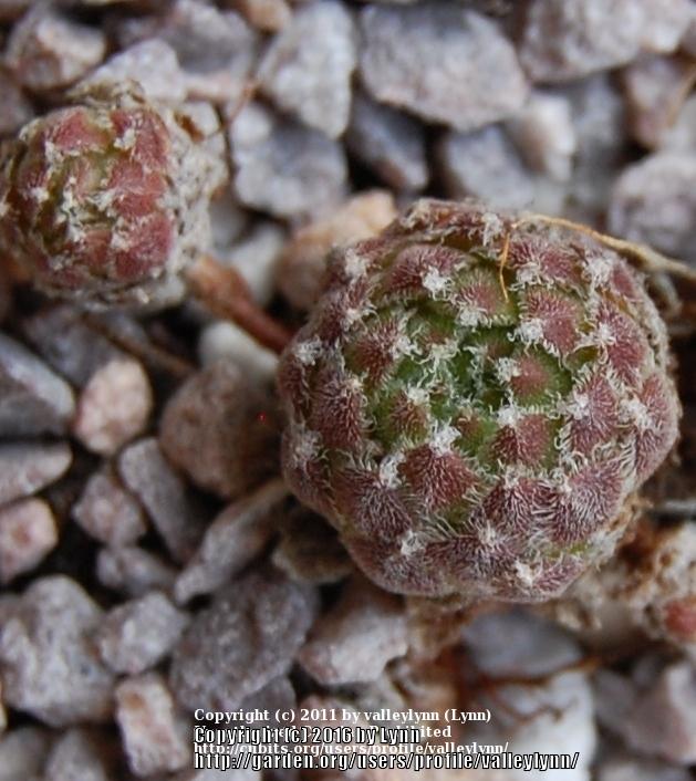 Photo of the entire plant of Hen and Chicks (Sempervivum 'Neida ...