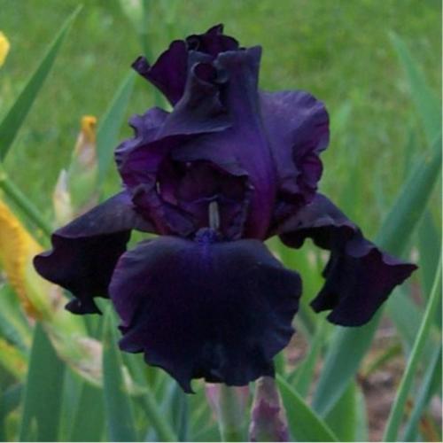 Tall Bearded Iris (Iris 'Night Owl') in the Irises Database - Garden.org