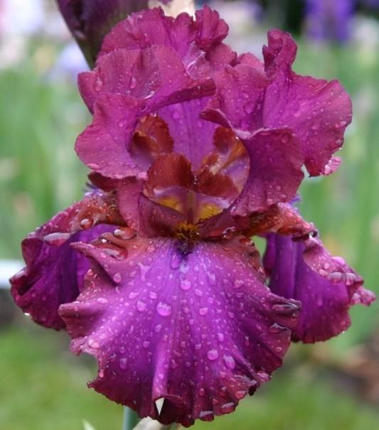 Tall Bearded Iris (Iris 'Nora's Thrill') in the Irises Database ...