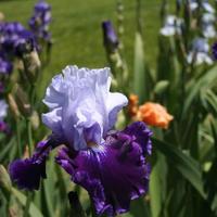 Photo of the bloom of Tall Bearded Iris (Iris 'High Class') posted by ...