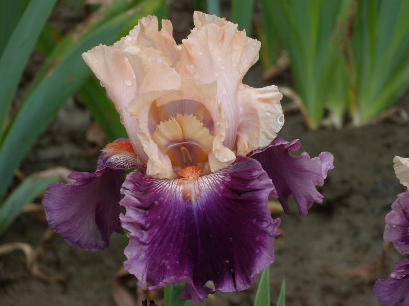 Photo of the bloom of Tall Bearded Iris (Iris 'Rasputin') posted by ...