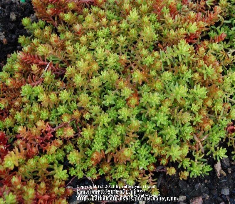 Photo of the entire plant of Japanese Stonecrop (Sedum japonicum ...