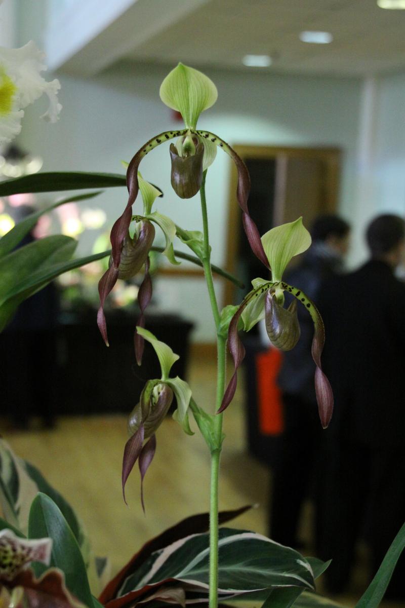 Nutmeg Orchid Society Show & Sale 3/20/11 in the Orchids forum - Garden.org