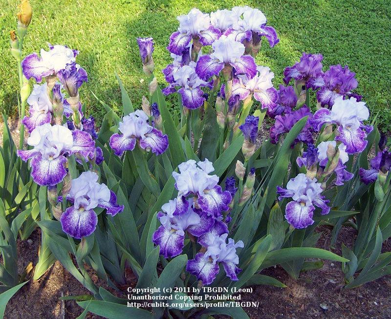 Photo of the bloom of Tall Bearded Iris (Iris 'Splashacata') posted by TBGDN - Garden.org