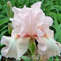 Photo of the bloom of Tall Bearded Iris (Iris 'Vanity') posted by TBGDN ...