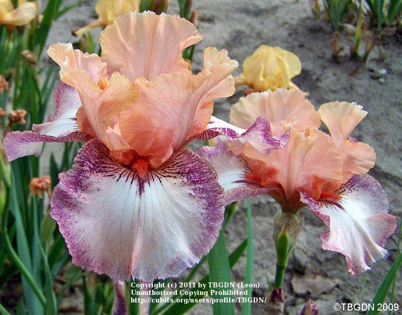Border Bearded Iris (Iris 'Delightful Kid') in the Irises Database ...