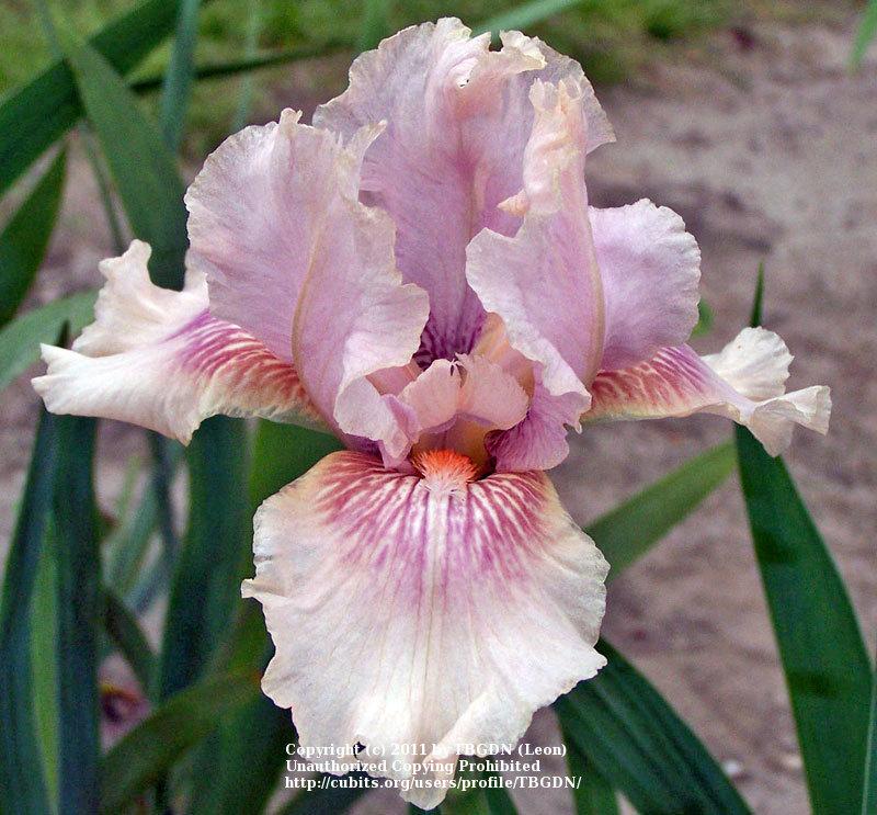 Intermediate Bearded Iris (Iris 'Pink Kitten') in the Irises Database ...
