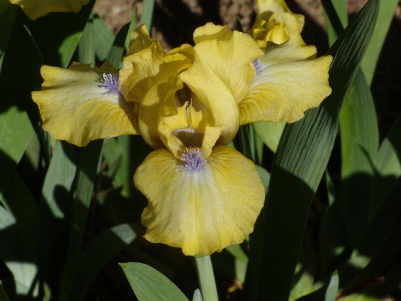 Photo of the bloom of Standard Dwarf Bearded Iris (Iris 'Irish Chant ...