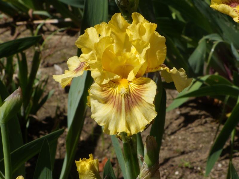 Intermediate Bearded Iris (Iris 'Roz') in the Irises Database - Garden.org