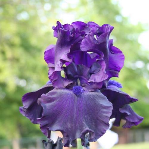 Tall Bearded Iris (Iris 'Night Ruler') in the Irises Database - Garden.org