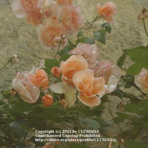 Rose (Rosa 'Coraline') in the Roses Database - Garden.org