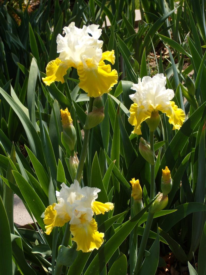 Photo of the bloom of Tall Bearded Iris (Iris 'Lemon Cloud') posted by ...