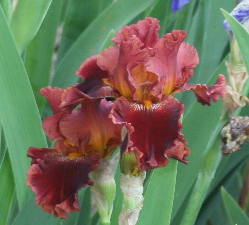 Tall Bearded Iris (Iris 'Play with Fire') in the Irises Database ...