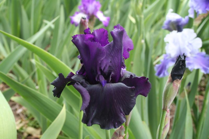 Tall Bearded Iris (Iris 'Raven's Return') in the Irises Database ...