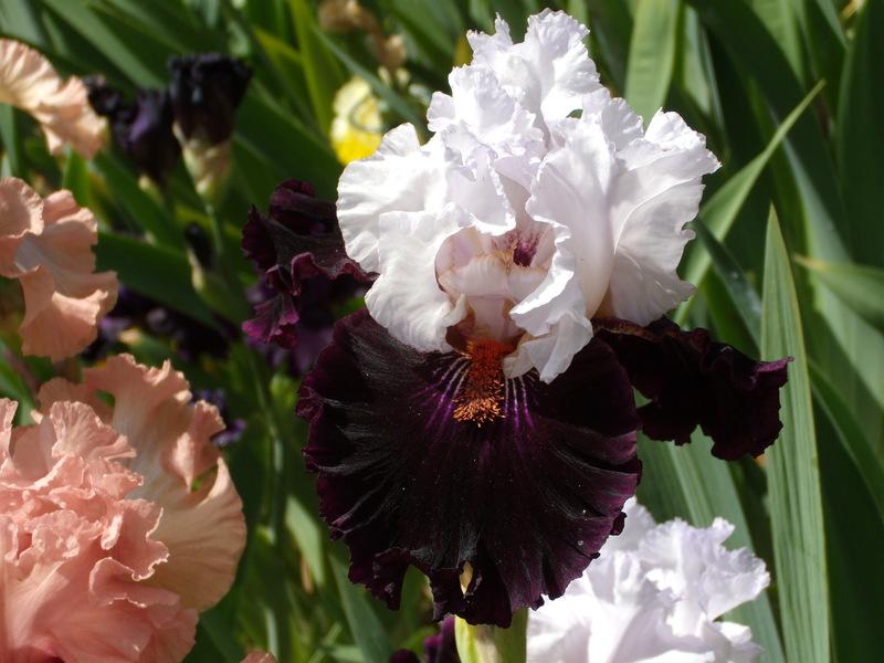 Photo of the bloom of Tall Bearded Iris (Iris 'Starring') posted by ...