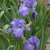 Photo of the bloom of Tall Bearded Iris (Iris 'Fall Rerun') posted by ...