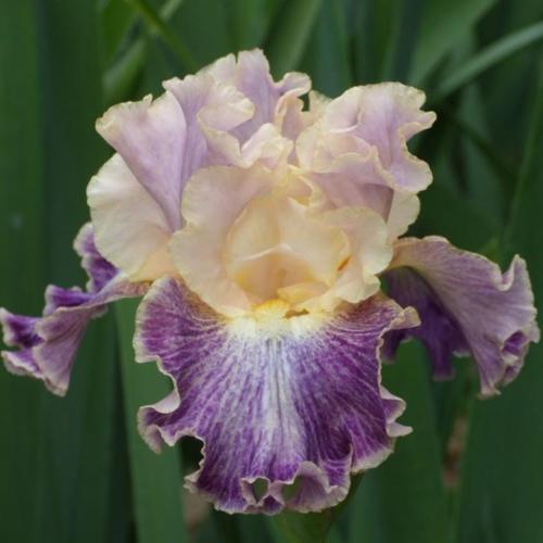 Tall Bearded Iris (Iris 'Fancy Dog') in the Irises Database - Garden.org