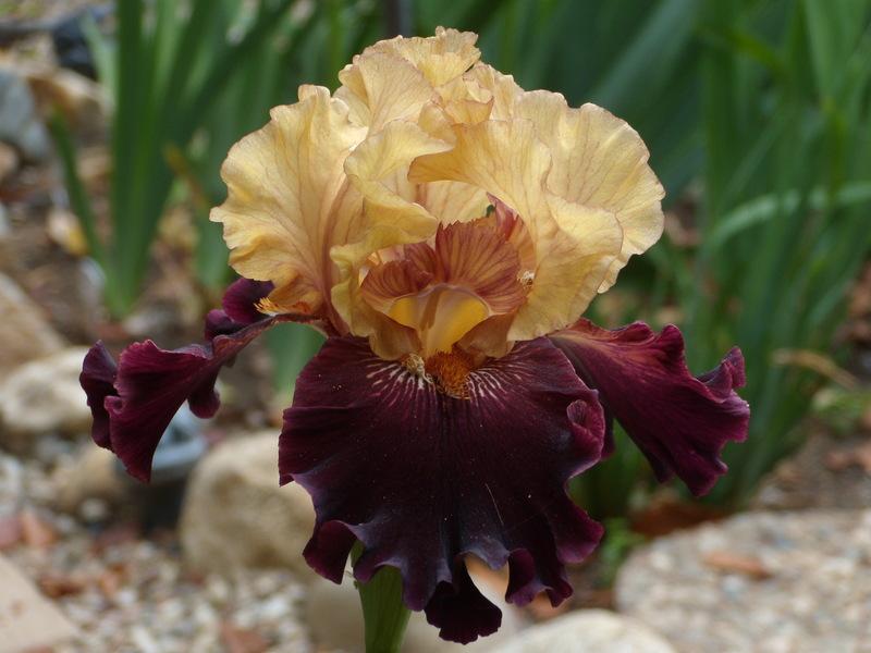 Tall Bearded Iris (Iris 'Latte') in the Irises Database - Garden.org