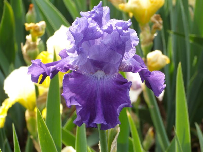 Tall Bearded Iris (Iris 'Burning Blue') in the Irises Database - Garden.org