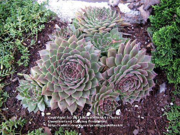 Photo of the entire plant of Hen and Chicks (Sempervivum 'Solange ...
