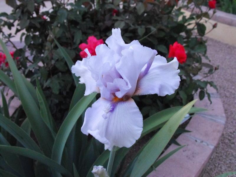 Tall Bearded Iris (Iris 'Innocent Devil') in the Irises Database ...
