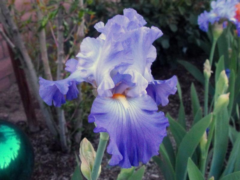 Tall Bearded Iris (Iris 'Fort Bragg') in the Irises Database - Garden.org