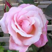 Photo of the bloom of Rose (Rosa 'First Prize') posted by Mike - Garden.org