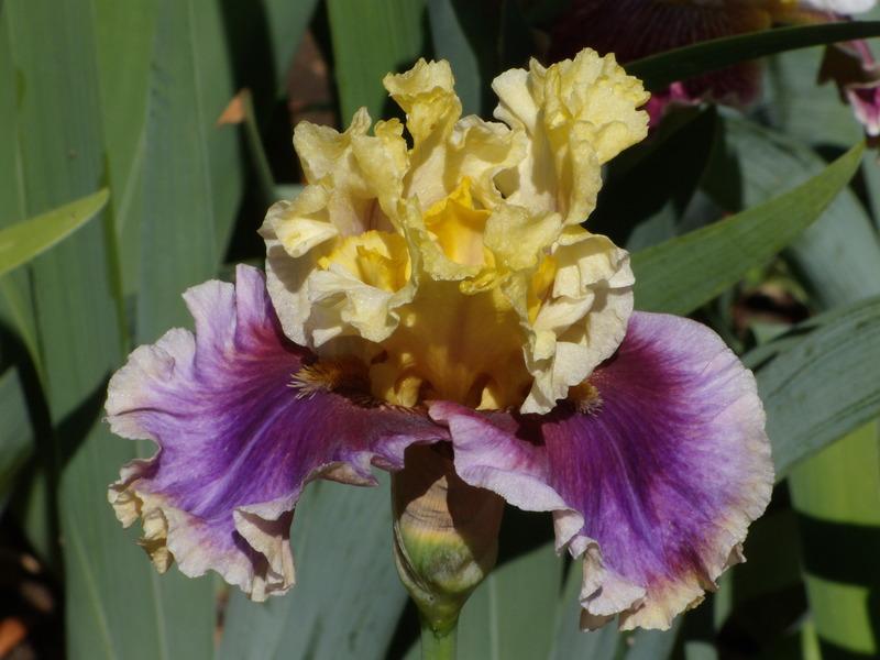 Photo of the bloom of Tall Bearded Iris (Iris 'Carnival Capers') posted ...