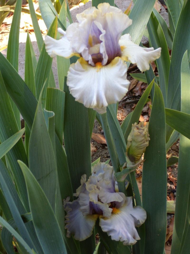 Photo of the bloom of Tall Bearded Iris (Iris 'Ivory Ghost') posted by ...