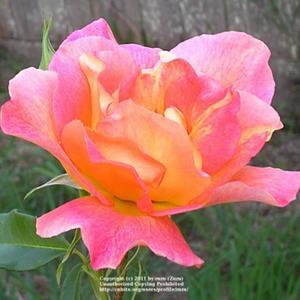 Rose (Rosa 'Talisman, Cl.') in the Roses Database - Garden.org